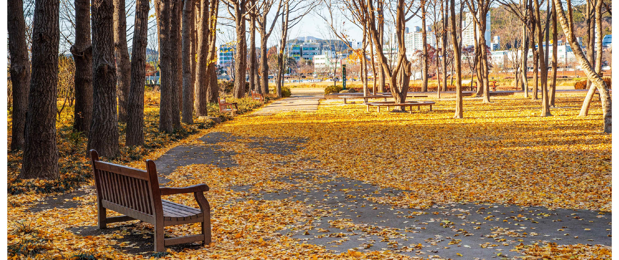 Memorable Autumn Foliage Day Tour from Busan - Klook